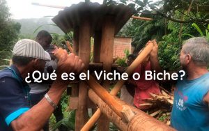 ¿Qué es el Viche o Biche? • Alimentación Consciente