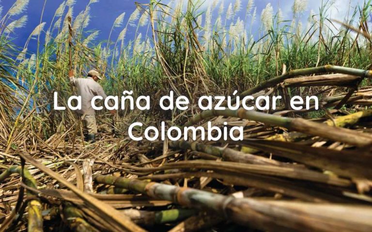 La caña de azúcar en Colombia • Alimentación Consciente