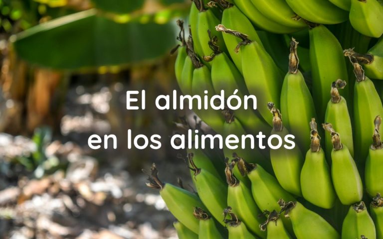 El almidón en los alimentos • Alimentación Consciente